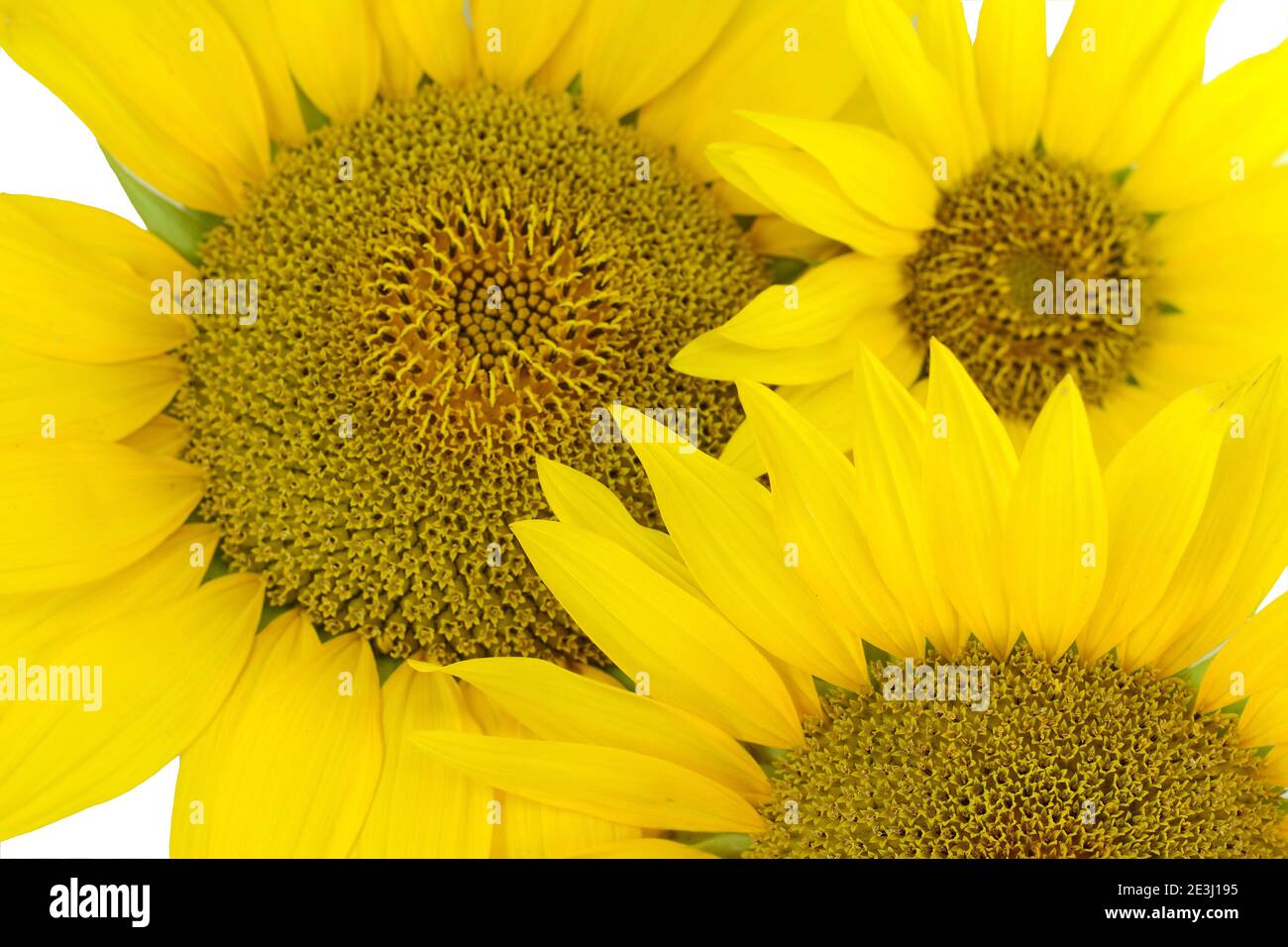 Beautiful light yellow sunflower isolated Stock Photo - Alamy