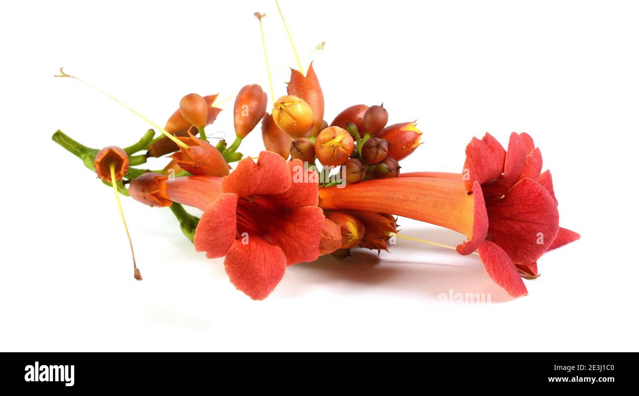 Red flowers of trumpet creeper climber vine - Campsis radicans isolated ...
