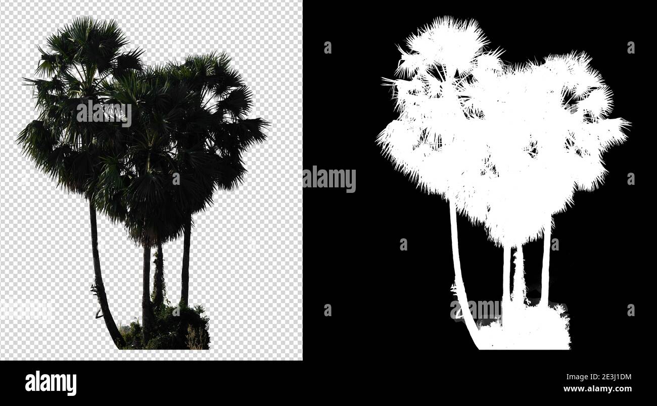 silhouette sugar palm tree on transparent picture background with ...