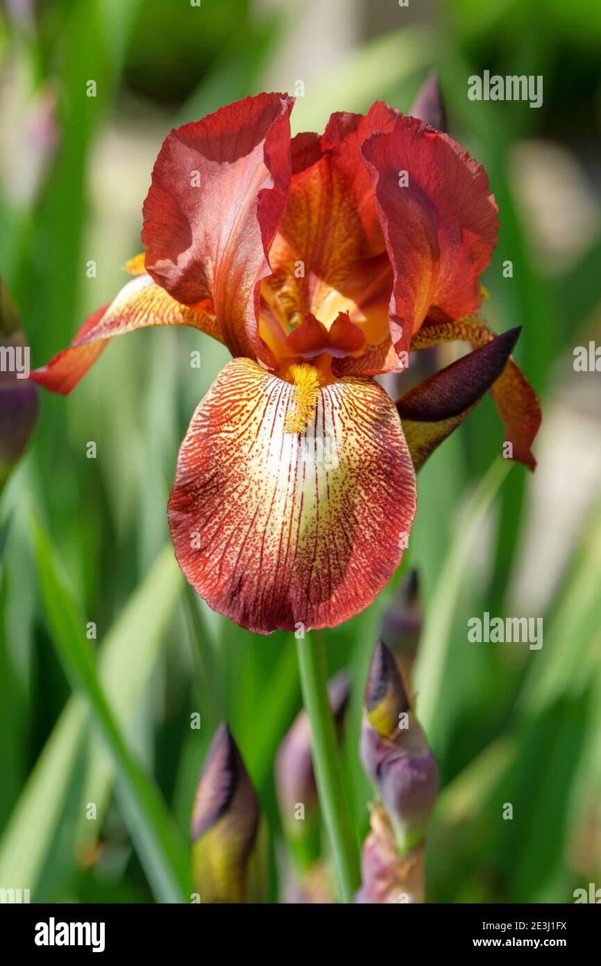 Copper-toned flowers of the bearded iris 'kent pride'. Iris germanica ...