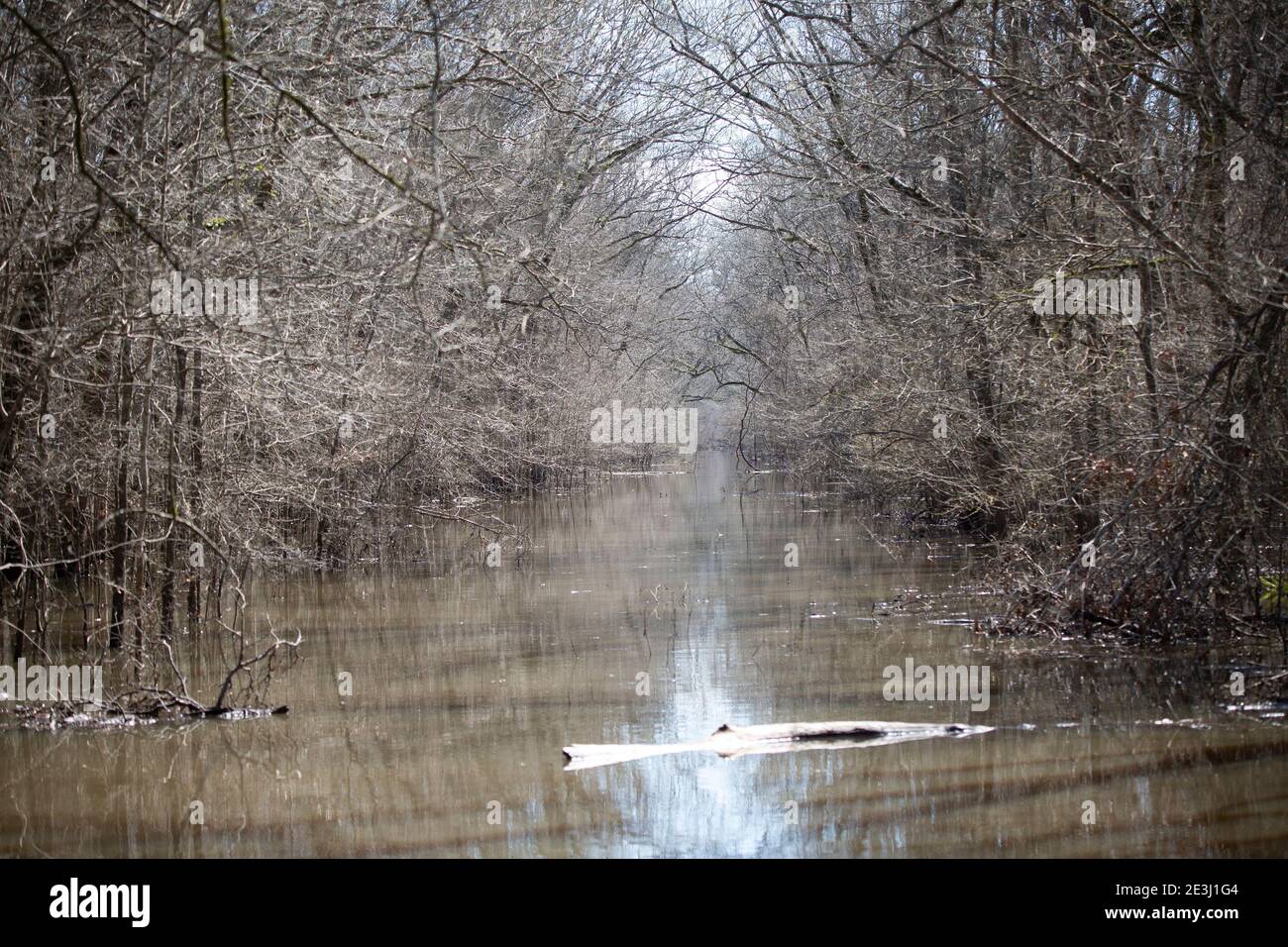 Swamp water stream through a grove of bare trees Stock Photo - Alamy