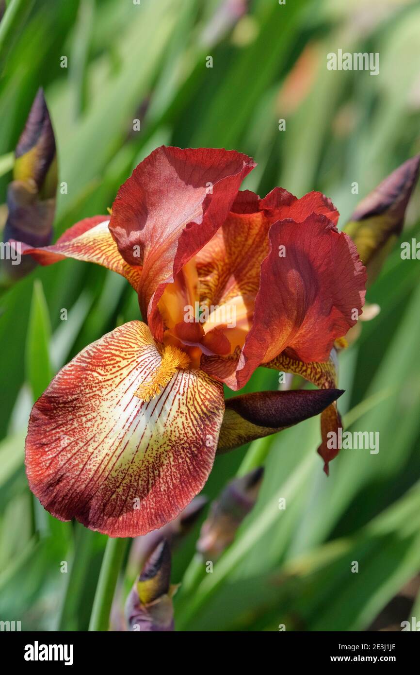Copper-toned flowers of the bearded iris 'kent pride'. Iris germanica ...