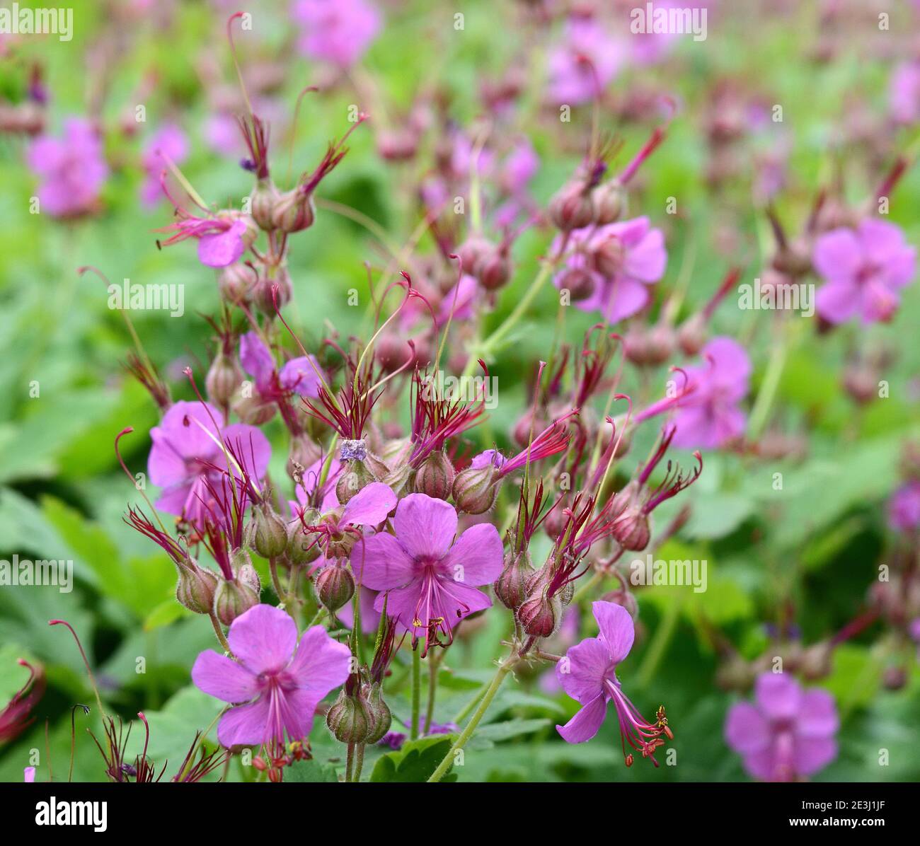 Rock Cranes-Bill, Hardy Geranium, Wild Geranium 'Czakor' (Geranium ...