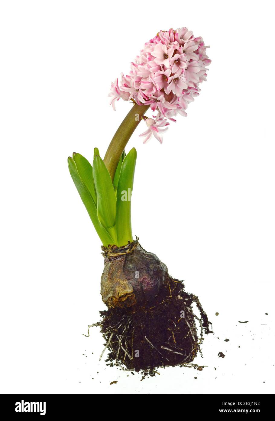 Pink Hyacinth flower bouquet with root, Hyacinthus orientalis isolated ...