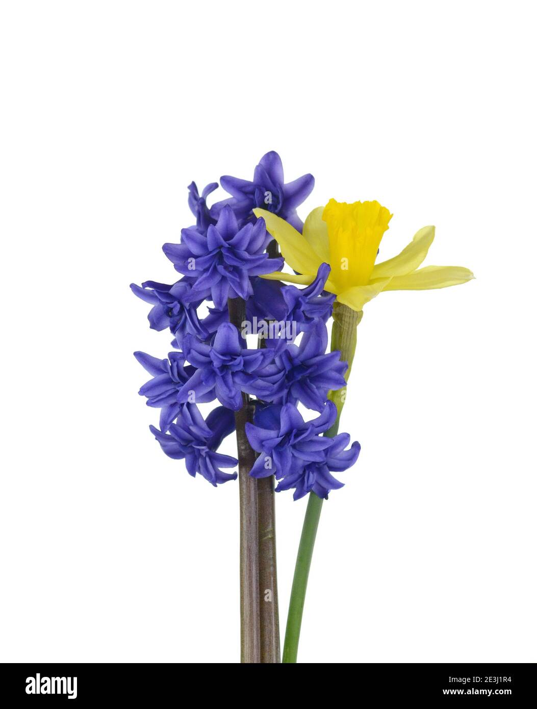 Blue Hyacinth flower bouquet, Hyacinthus orientalis isolated on white backround Stock Photo - Alamy