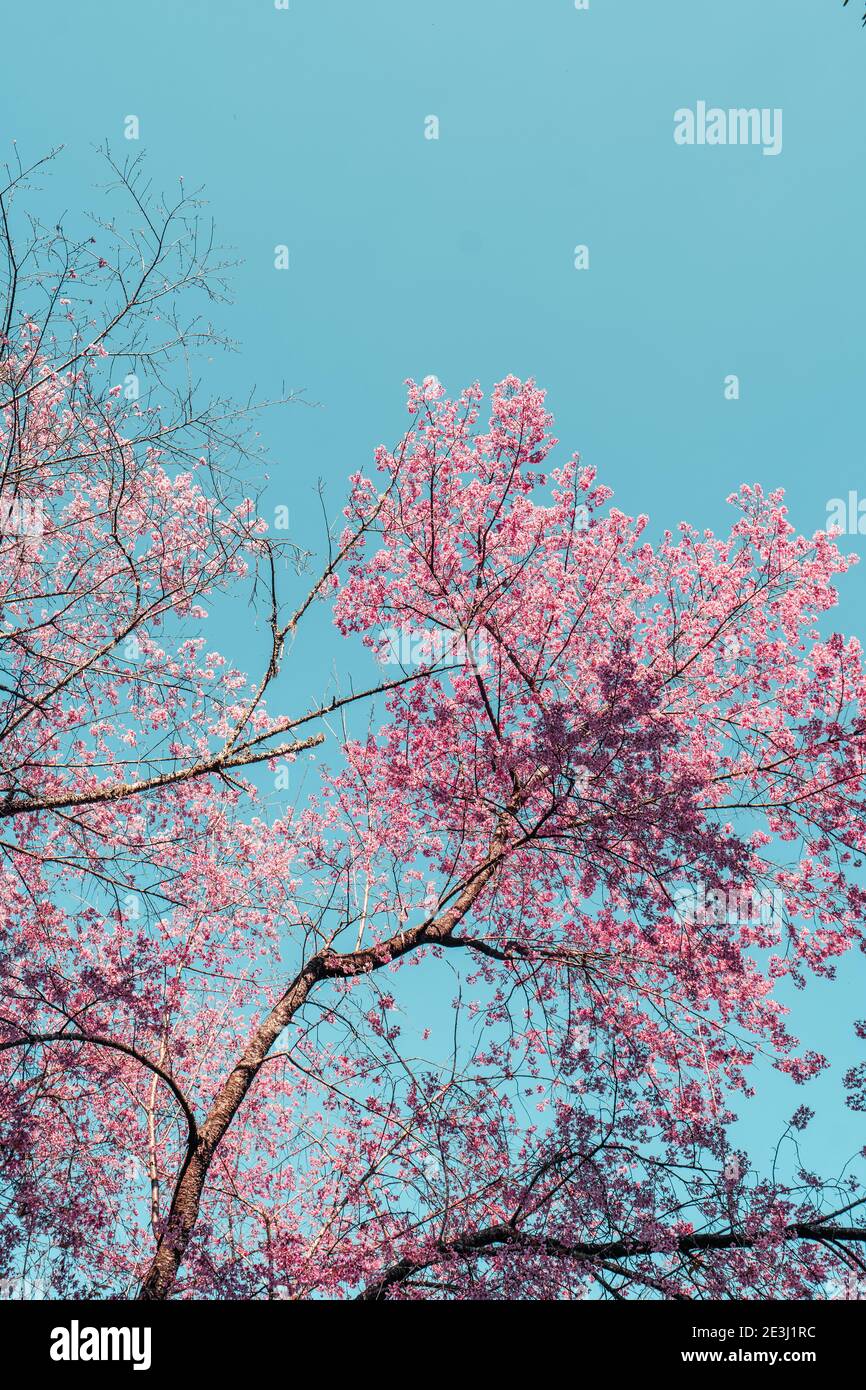 The spring flowers of a cherry blossom tree in forest Stock Photo - Alamy