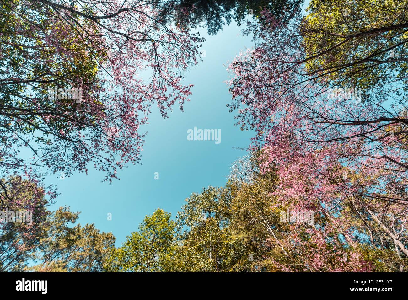 The spring flowers of a cherry blossom tree in forest Stock Photo - Alamy