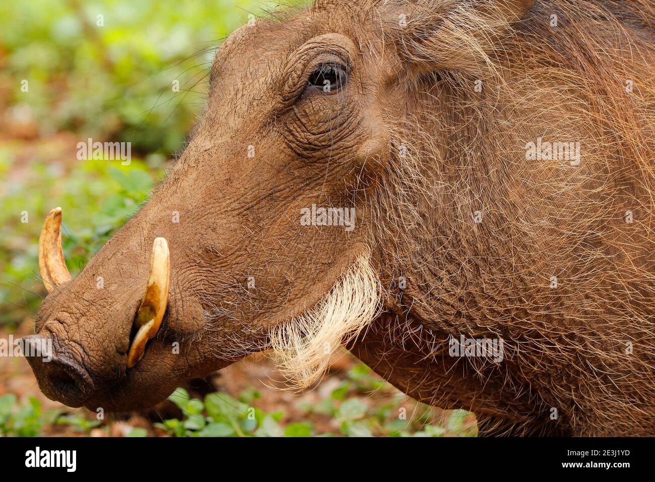 An adult female warthog in the Kruger Park Stock Photo - Alamy