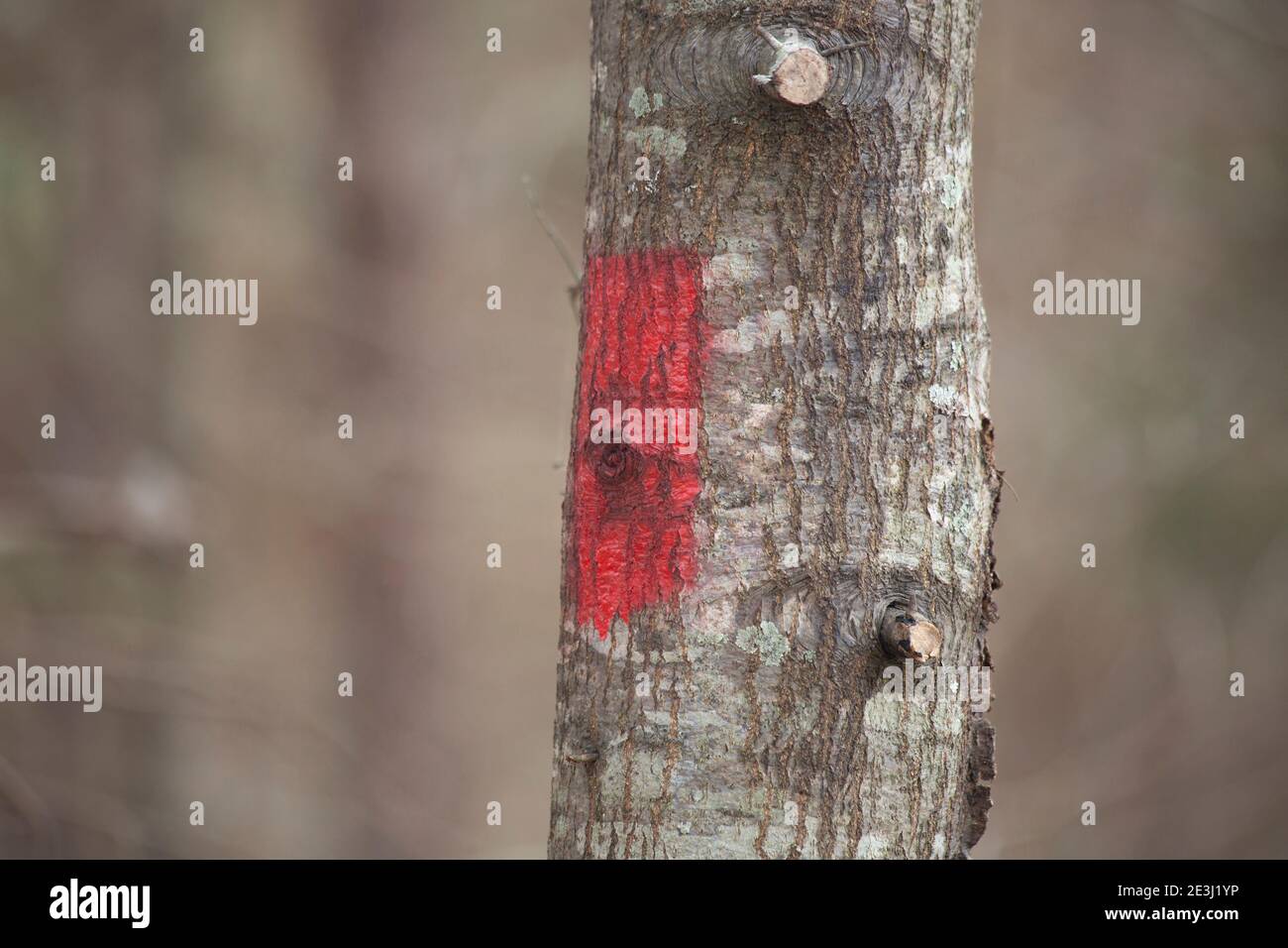 Tall boarder plant hi-res stock photography and images - Alamy