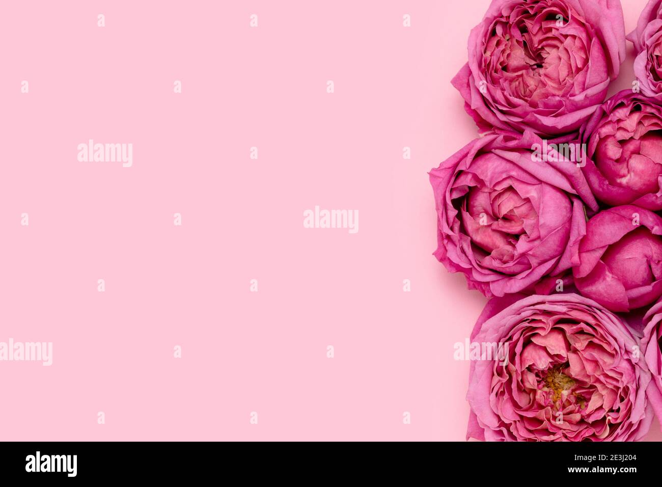 Pink rose flower texture with copyspace. Springtime floral frame in ...