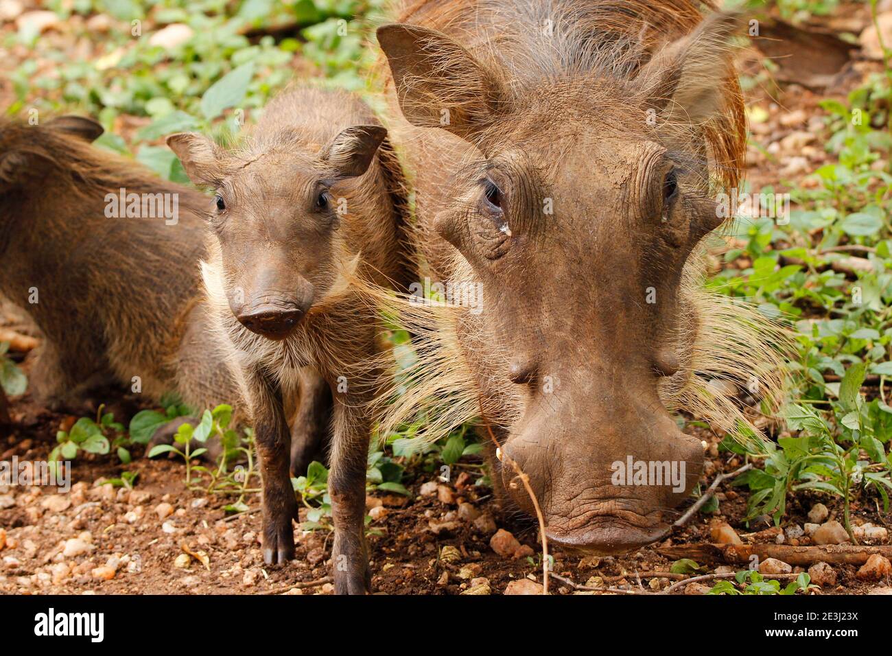 A family of warthogs in the Kruger Park Stock Photo - Alamy