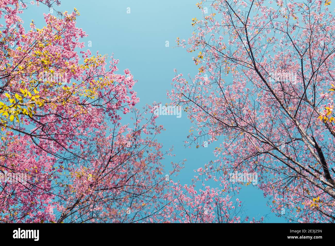 The spring flowers of a cherry blossom tree in forest Stock Photo - Alamy