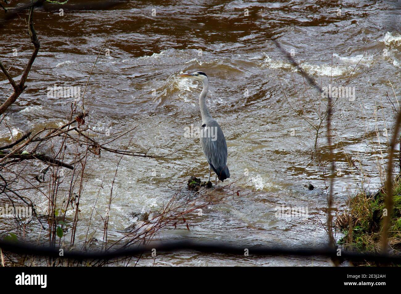 Birds Of Yorkshire High Resolution Stock Photography and Images - Alamy