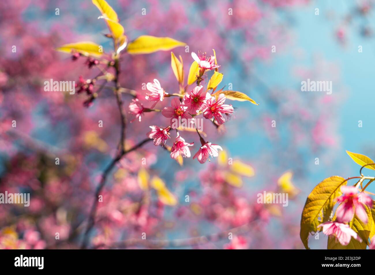 The spring flowers of a cherry blossom tree in forest Stock Photo - Alamy