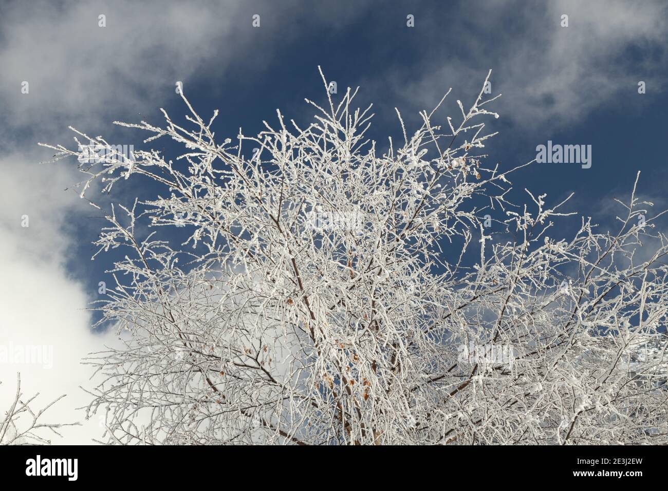 An abstract frozen tree background in blue and white Stock Photo - Alamy