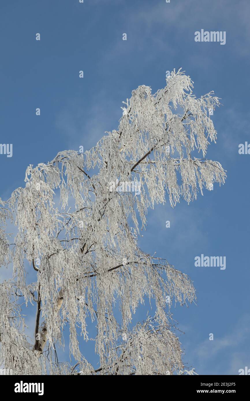 An abstract frozen tree background in blue and white Stock Photo - Alamy