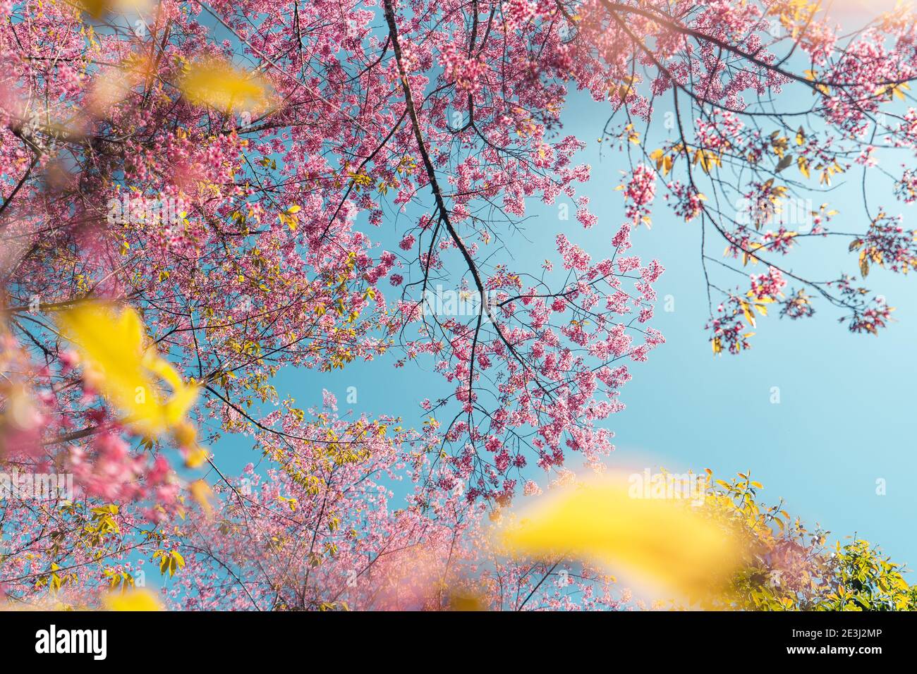 The spring flowers of a cherry blossom tree in forest Stock Photo - Alamy