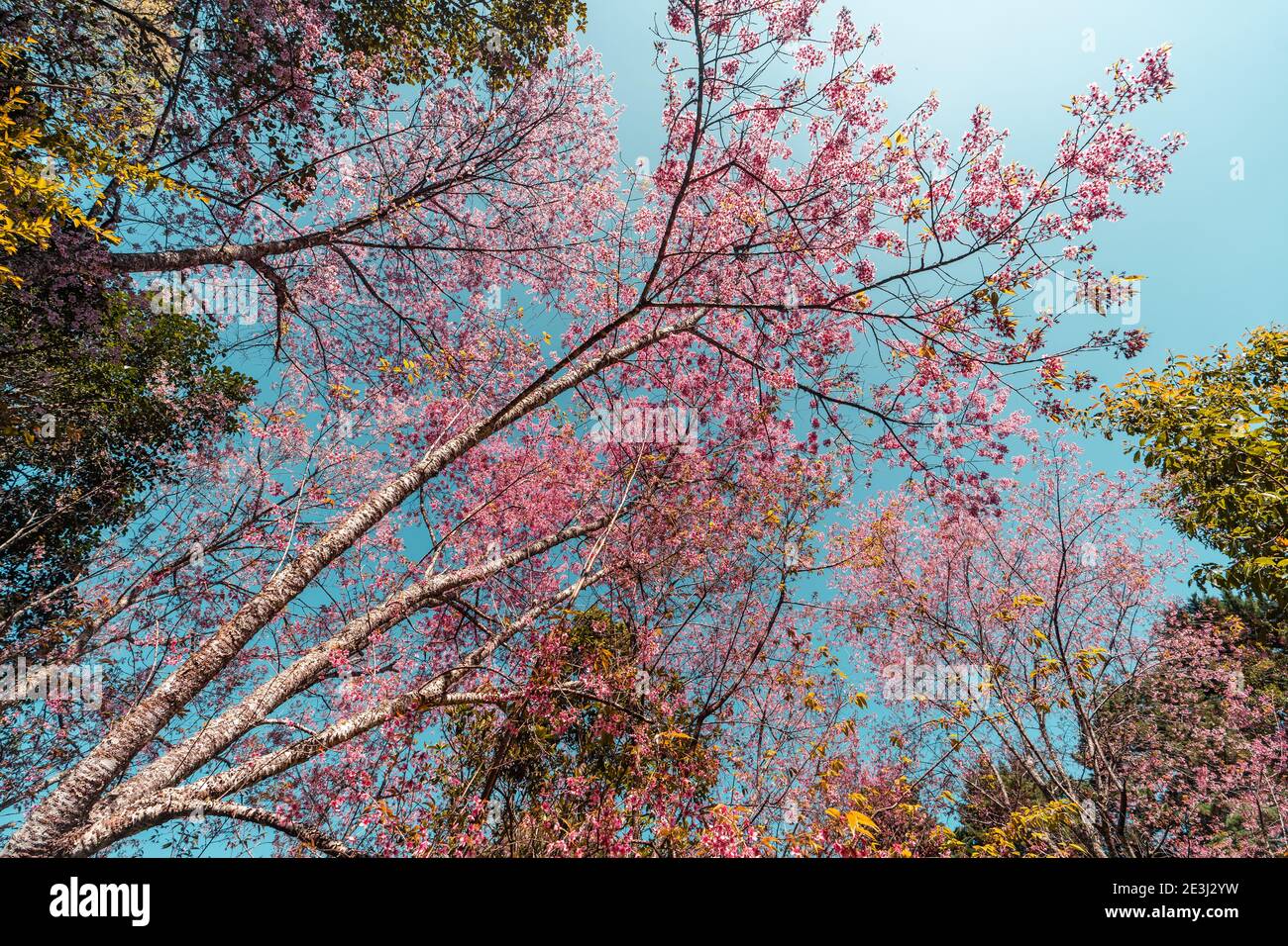 The spring flowers of a cherry blossom tree in forest Stock Photo - Alamy