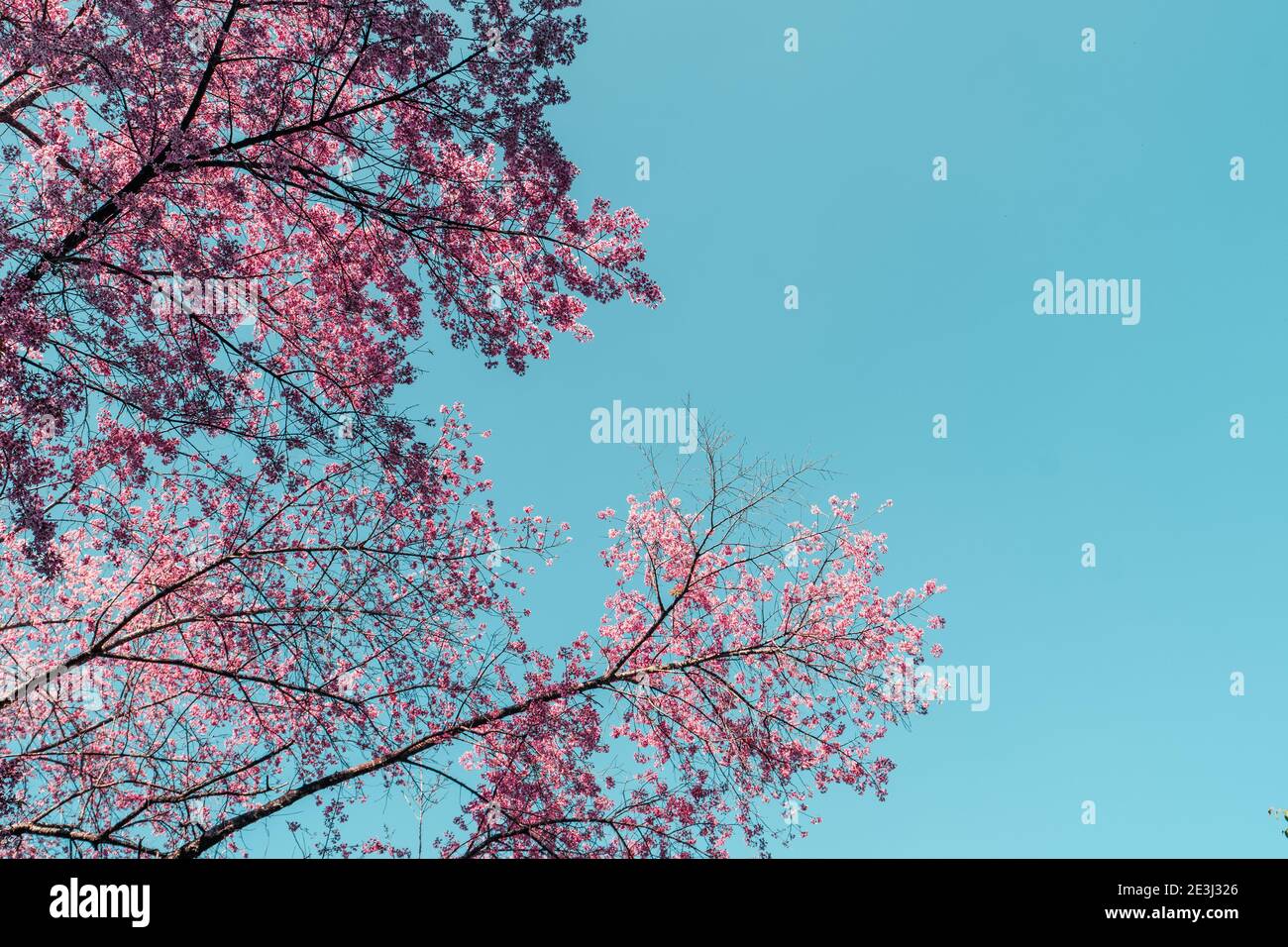 The spring flowers of a cherry blossom tree in forest Stock Photo - Alamy