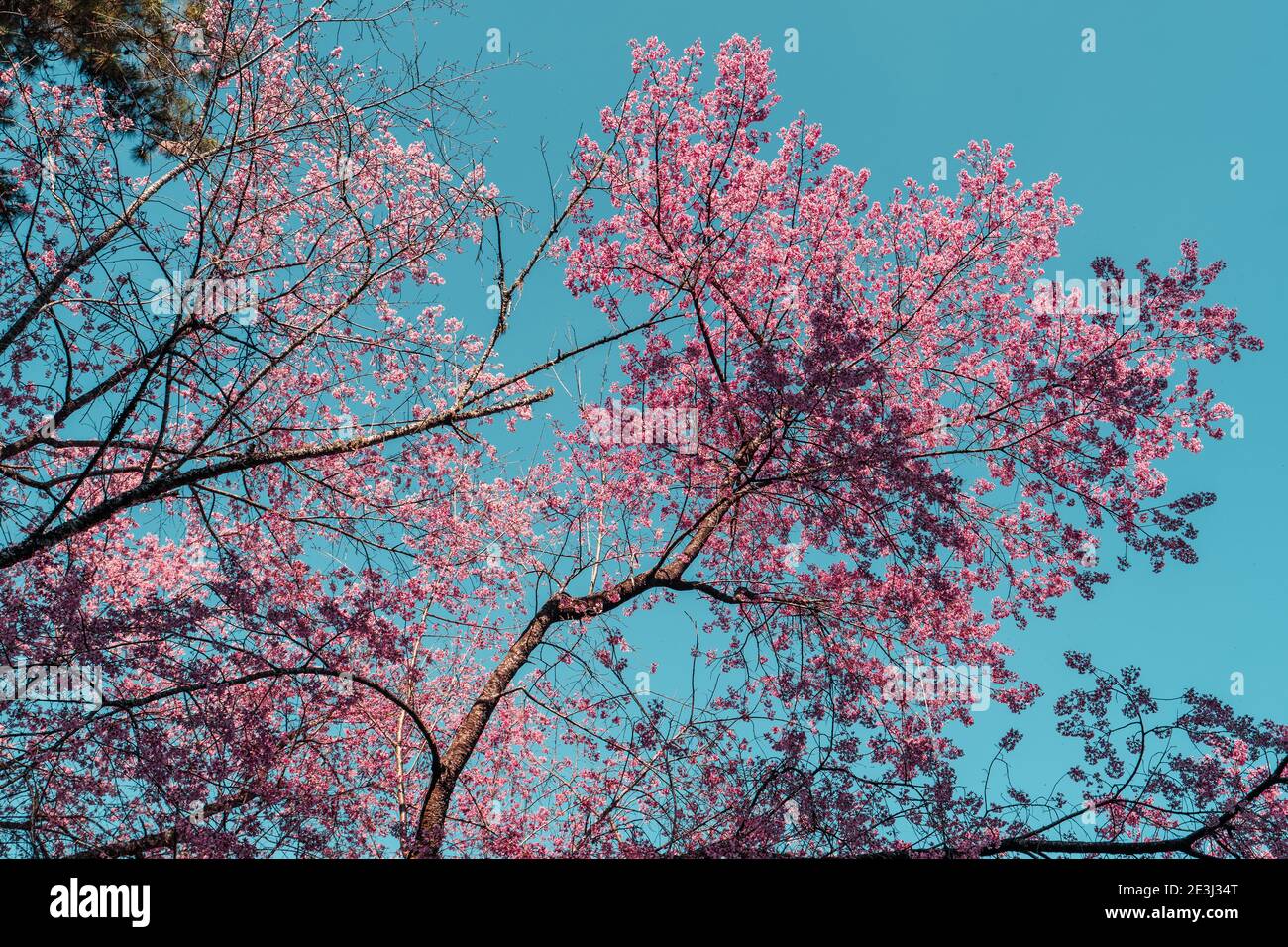 The spring flowers of a cherry blossom tree in forest Stock Photo - Alamy
