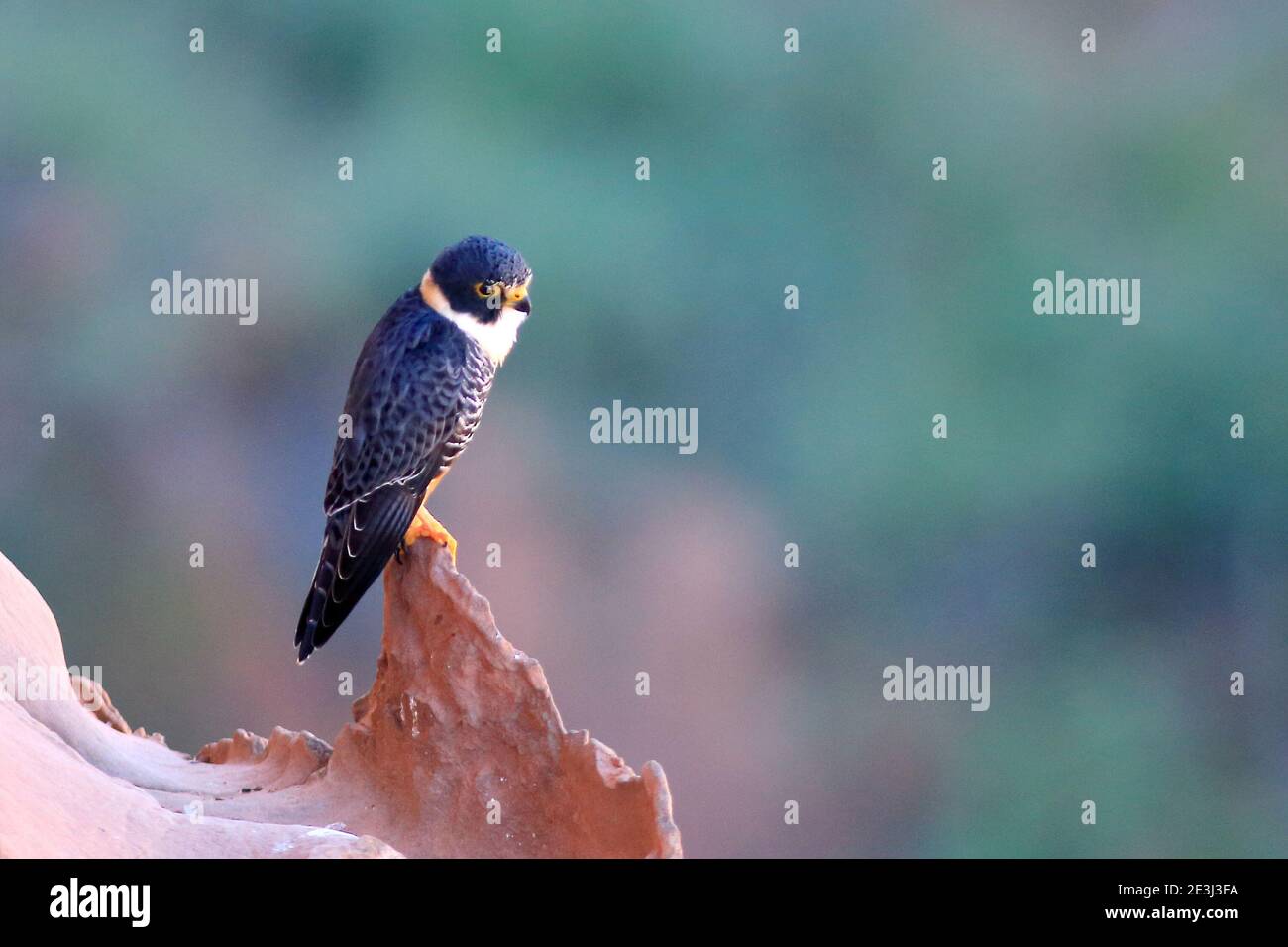 Biodiversitas hi-res stock photography and images - Alamy