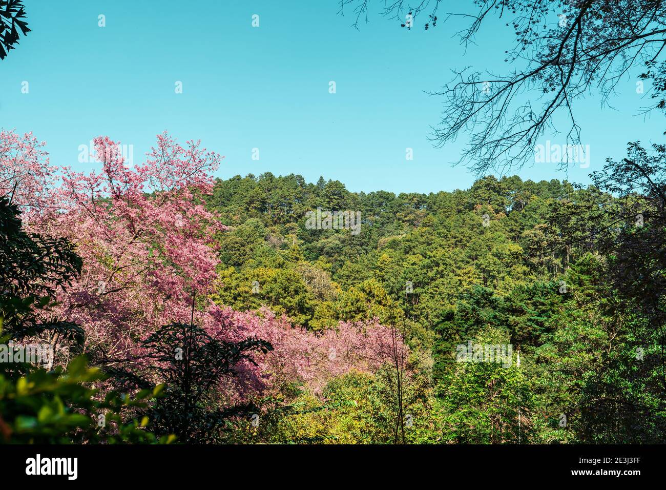 The spring flowers of a cherry blossom tree in forest Stock Photo - Alamy