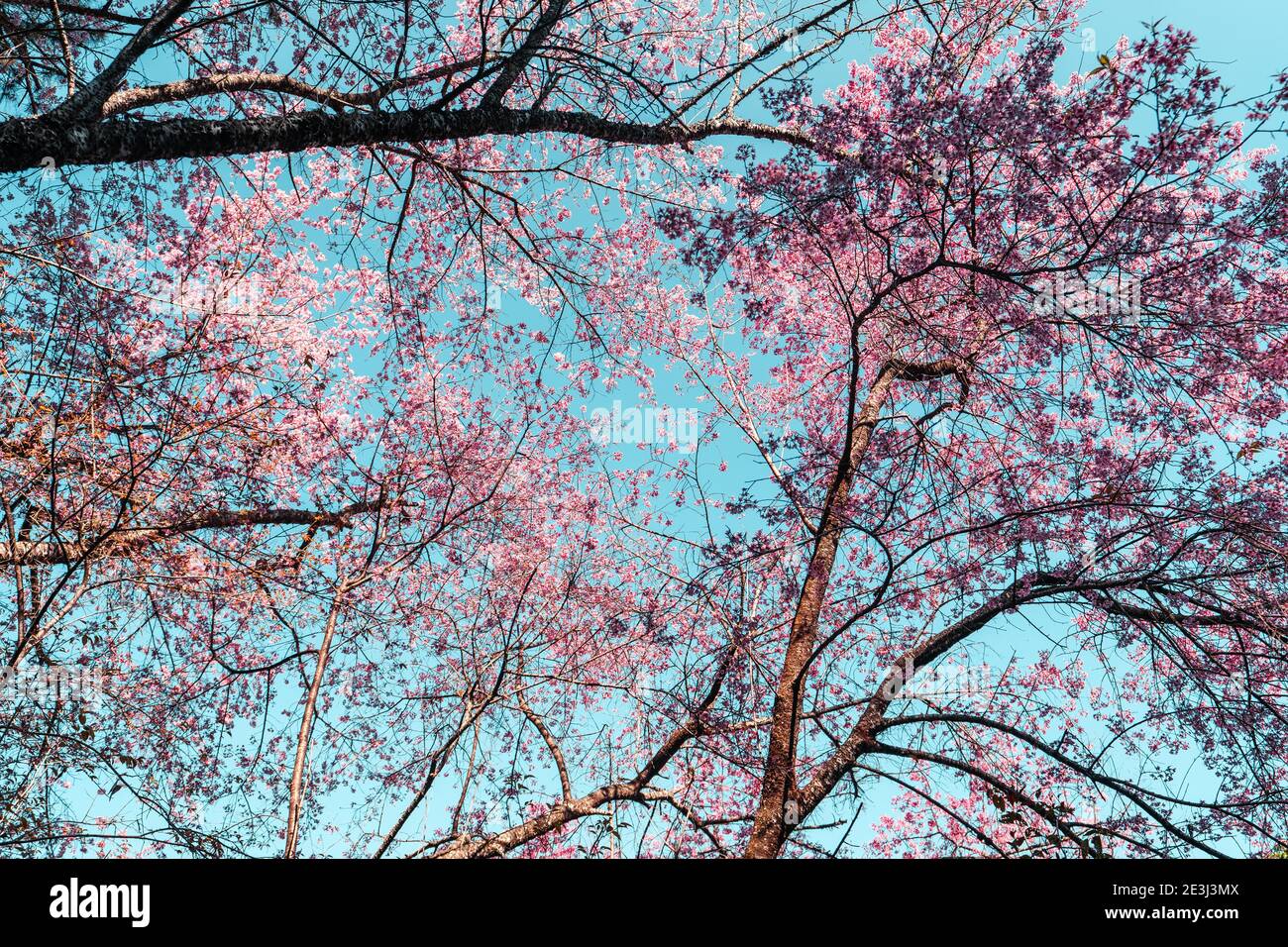 The spring flowers of a cherry blossom tree in forest Stock Photo - Alamy