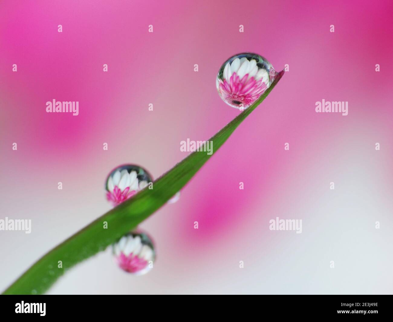 Reflection of the flower inside dew drops Stock Photo - Alamy