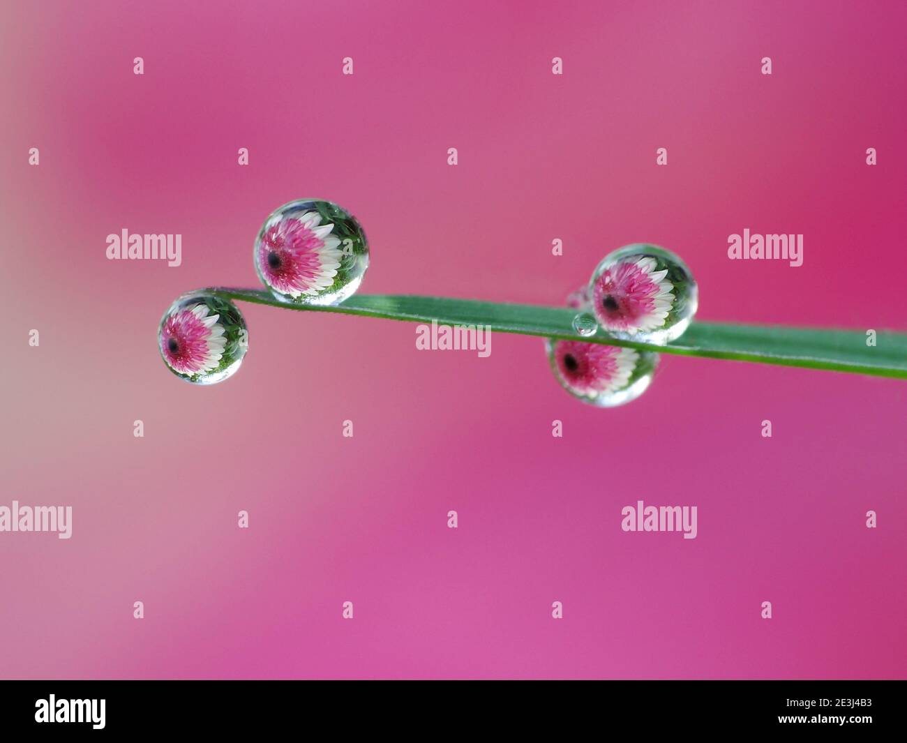 Reflection of the flower inside dew drops Stock Photo - Alamy