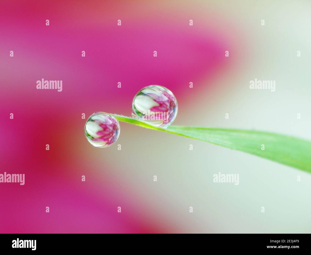 Reflection of the flower inside dew drops Stock Photo - Alamy