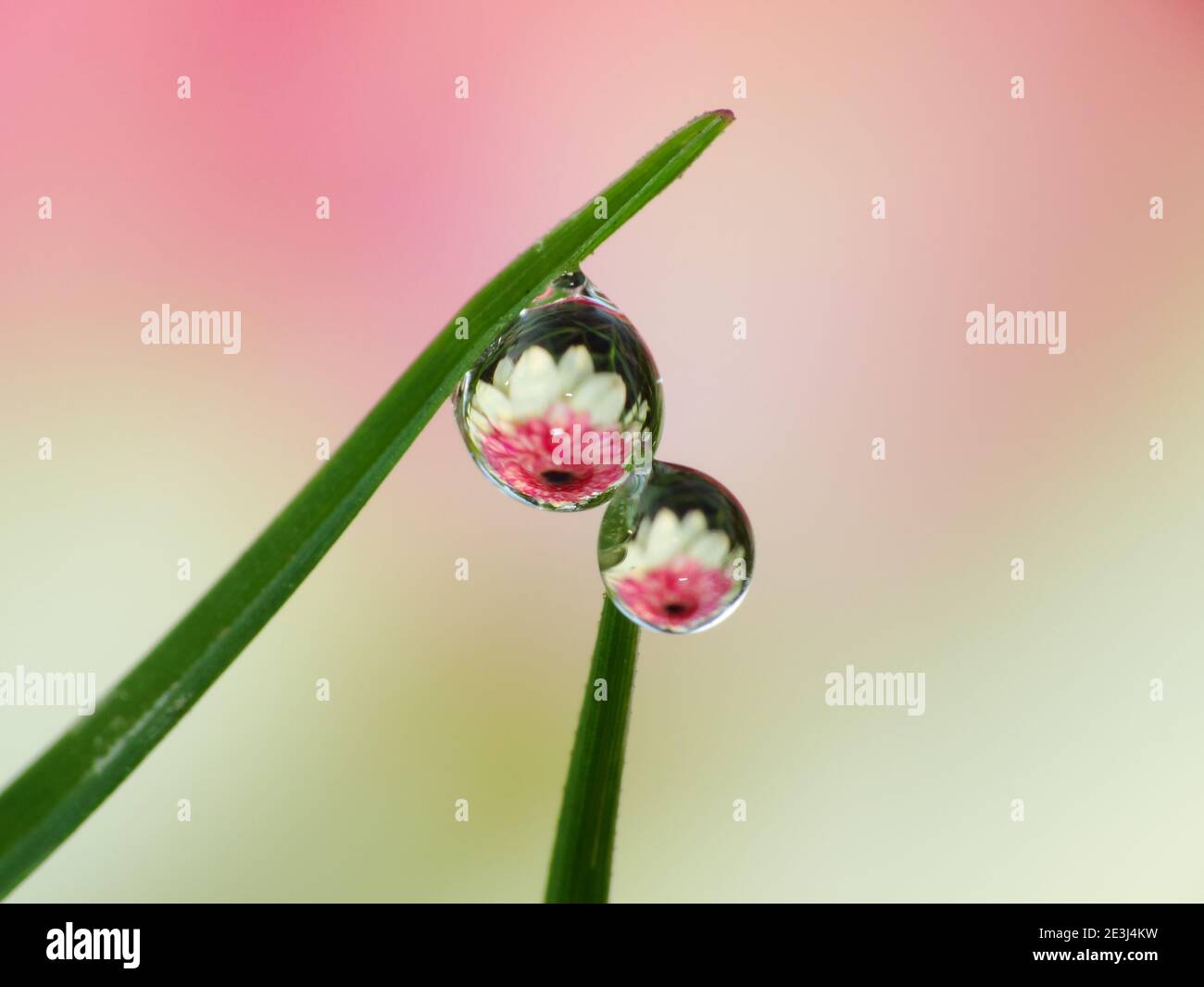 Reflection of the flower inside dew drops Stock Photo - Alamy