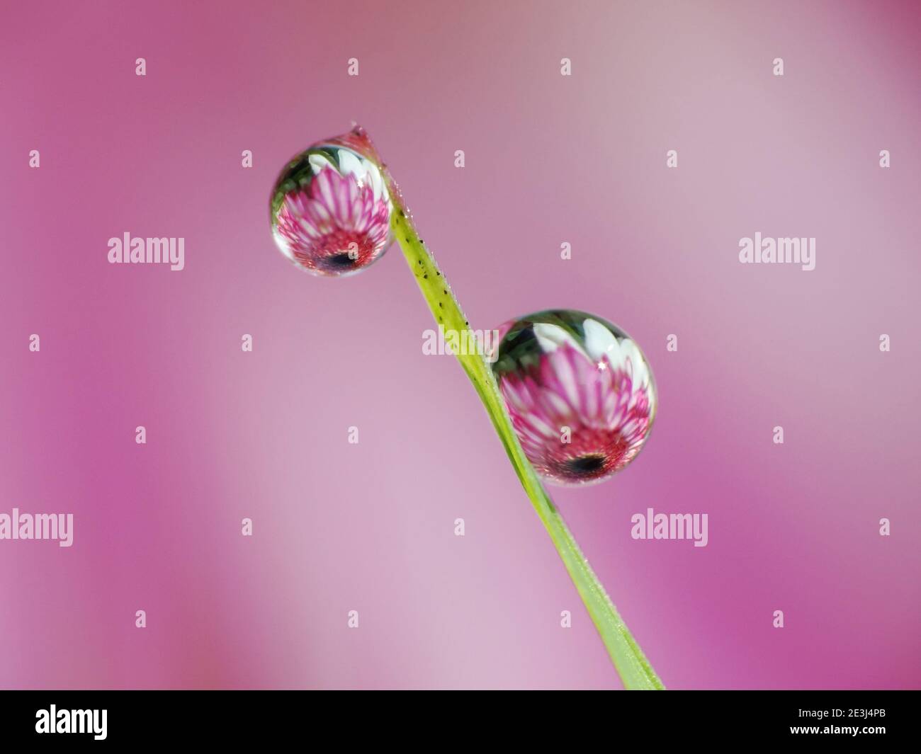 Reflection of the flower inside dew drops Stock Photo - Alamy