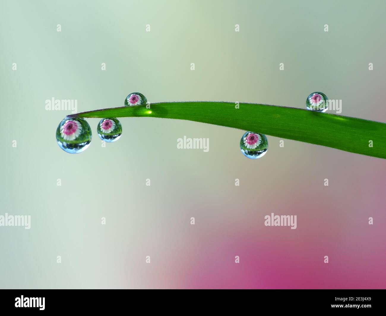 Reflection of the flower inside dew drops Stock Photo - Alamy