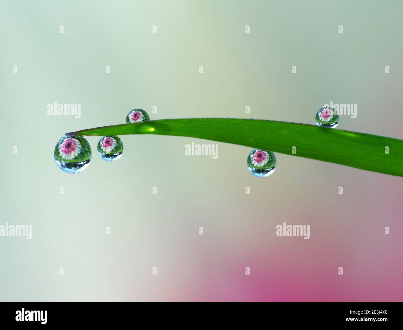 Reflection of the flower inside dew drops Stock Photo - Alamy