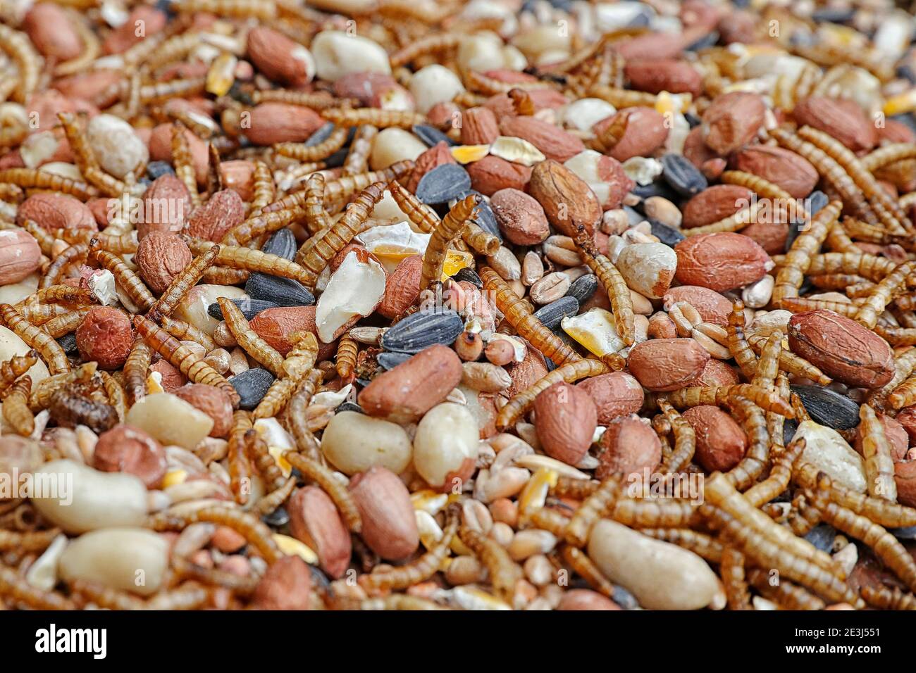 Nature conservation bird feeding station hi-res stock photography and ...