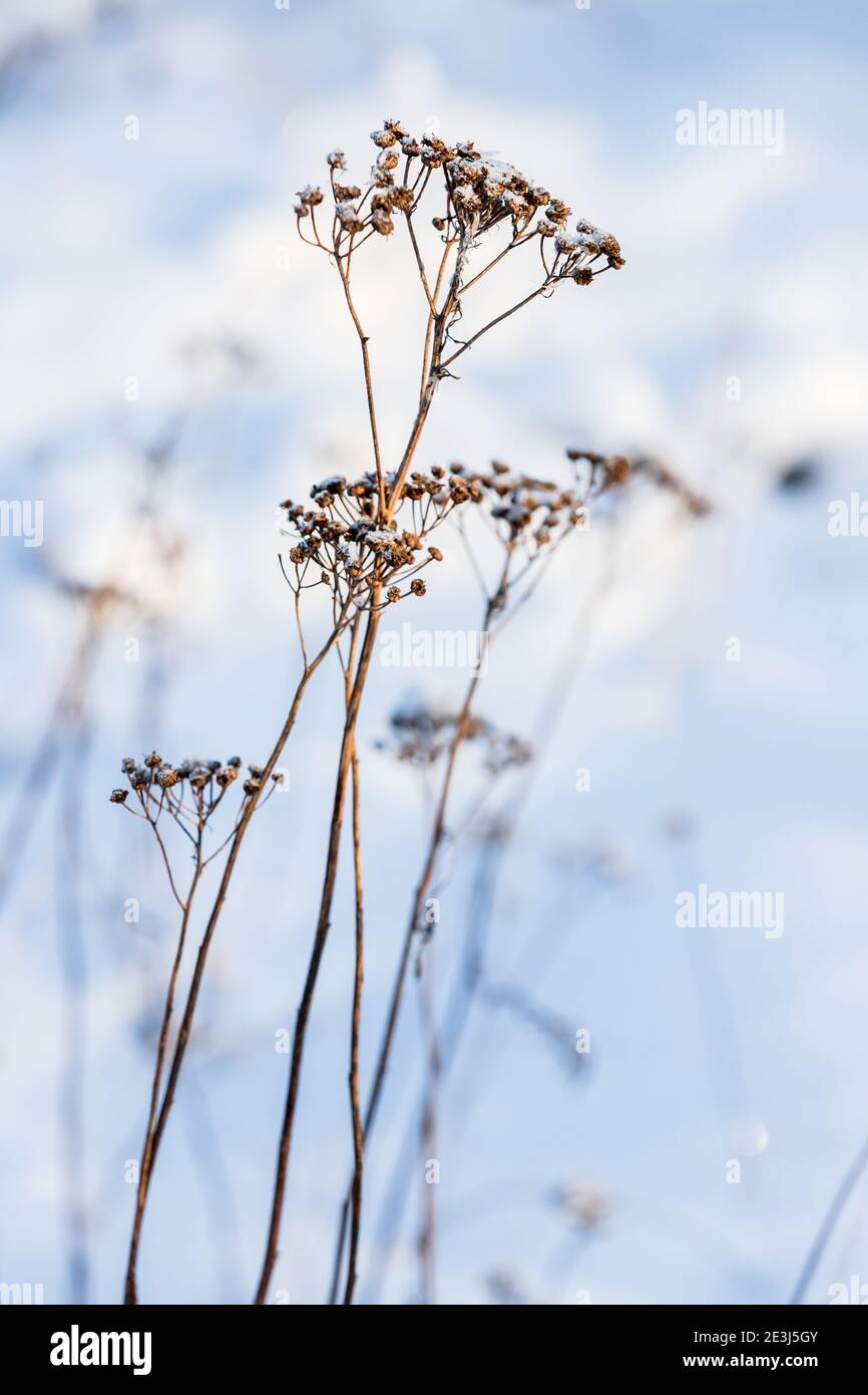 Dry flowers in a snowdrift, close up photo with selective soft focus ...