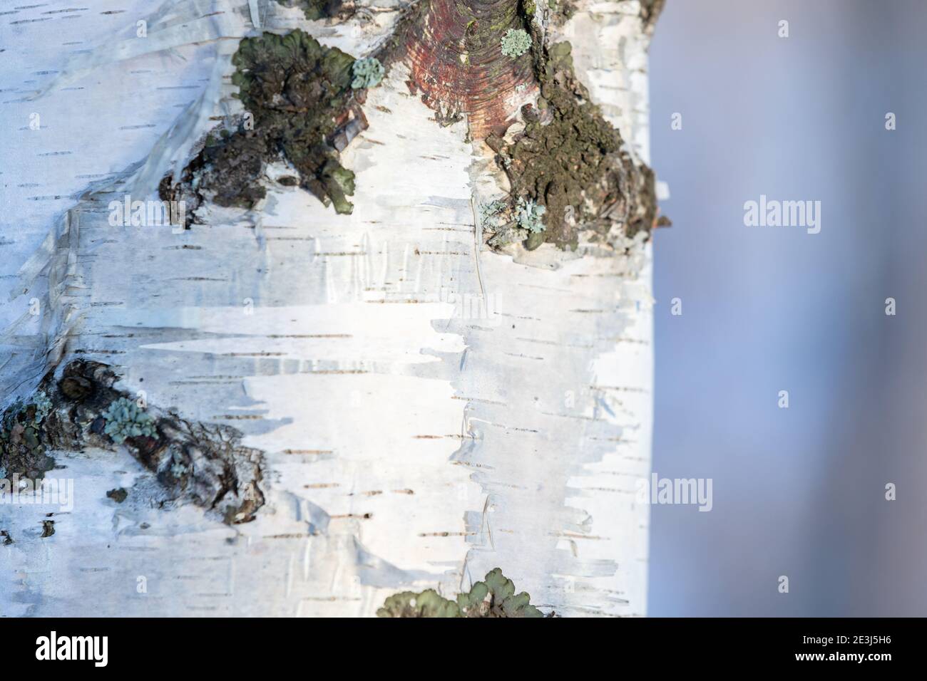 Birch tree pattern hi-res stock photography and images - Alamy