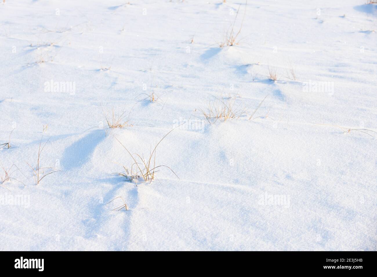 Winter ground with dry grass in white snow, natural background photo ...