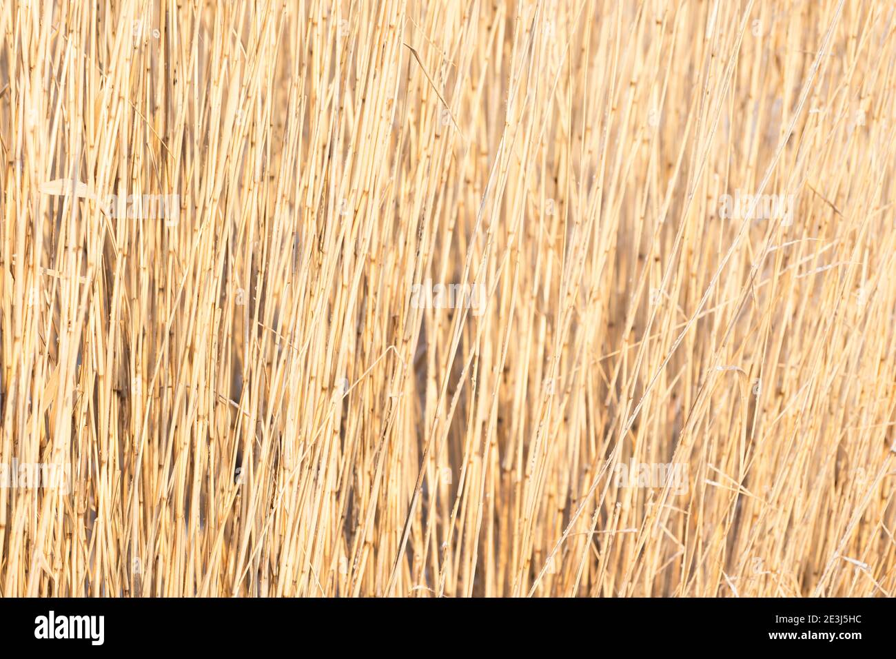 Straw texture wallpaper background hi-res stock photography and images ...