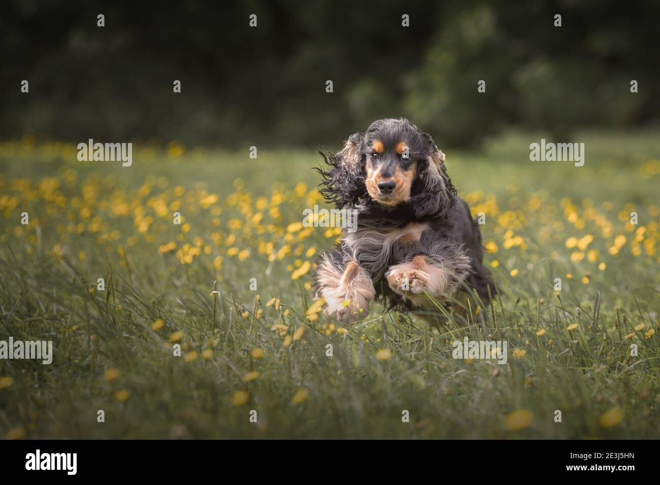 English cocker spaniel black hi-res stock photography and images - Alamy