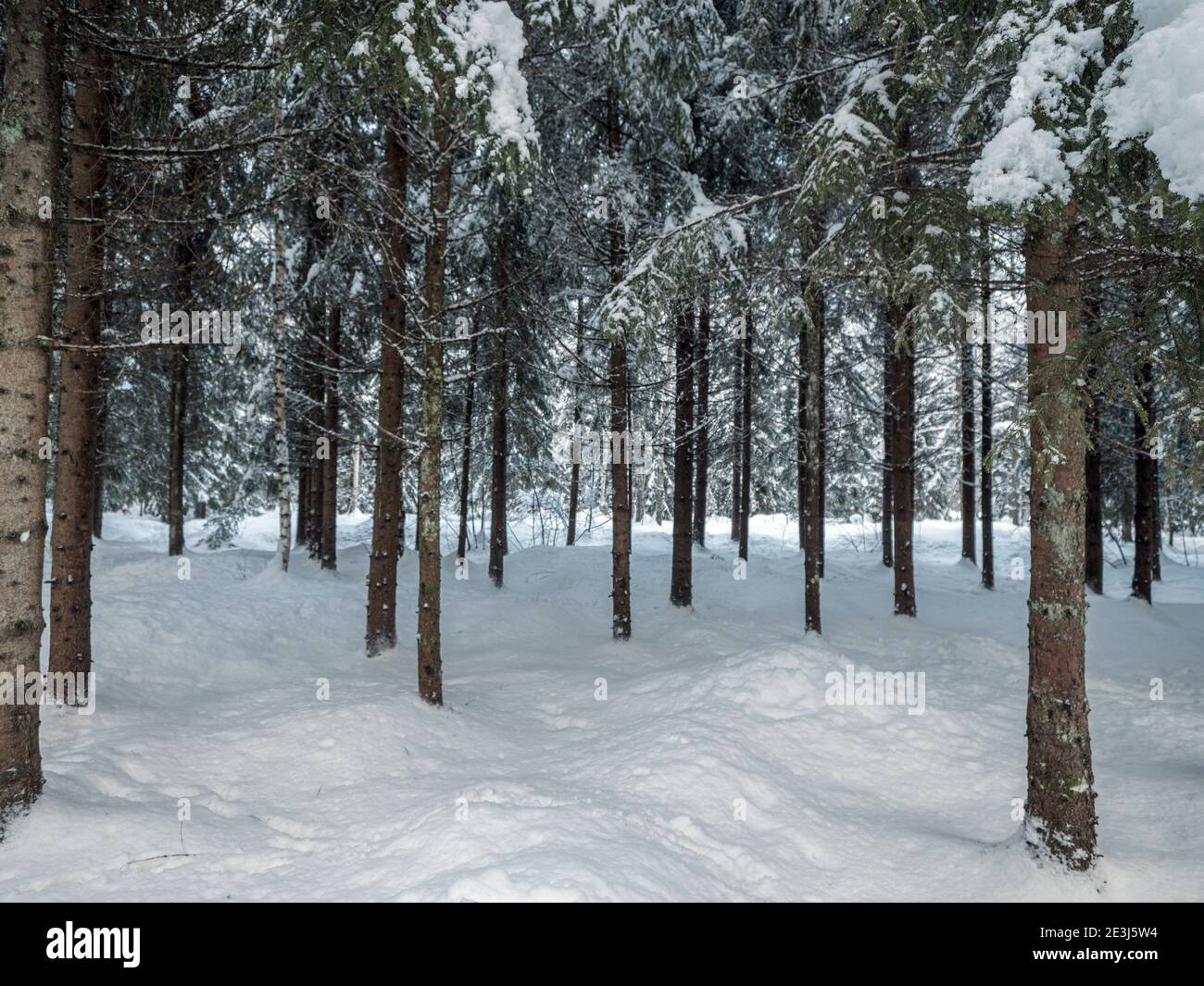 Snow laden trees in a winter forest. The trees are covered in fresh ...