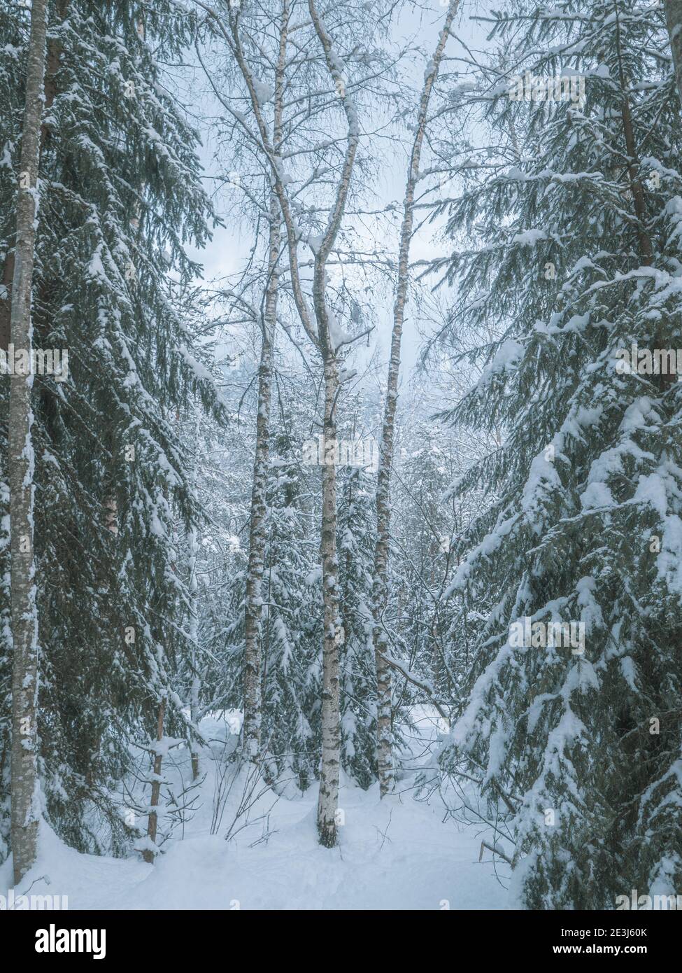 Snow laden trees in a winter forest. The trees are covered in fresh ...