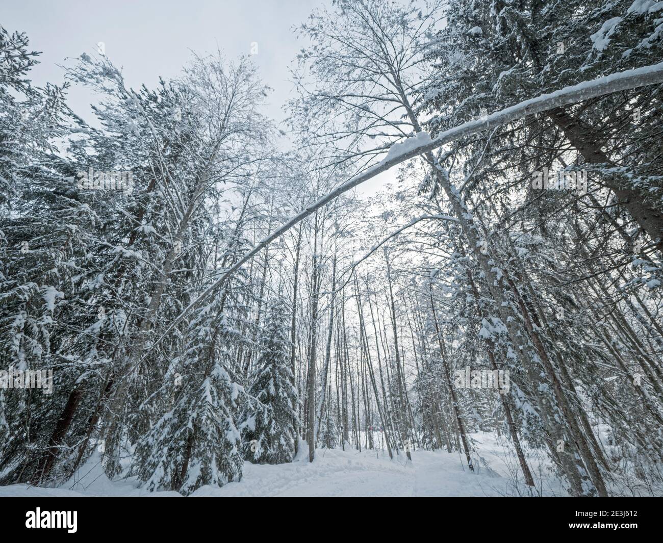 Snow laden trees in a winter forest. The trees are covered in fresh ...