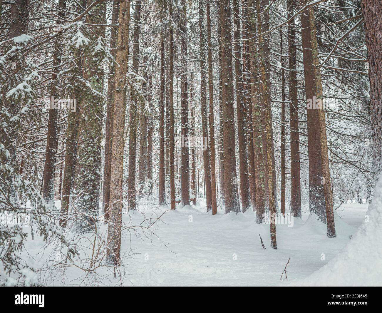 Snow laden trees in a winter forest. The trees are covered in fresh ...
