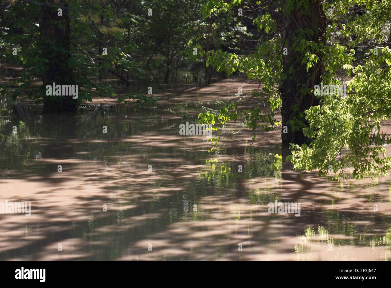 Muddy, stagnant river filled with trees and bushes Stock Photo - Alamy