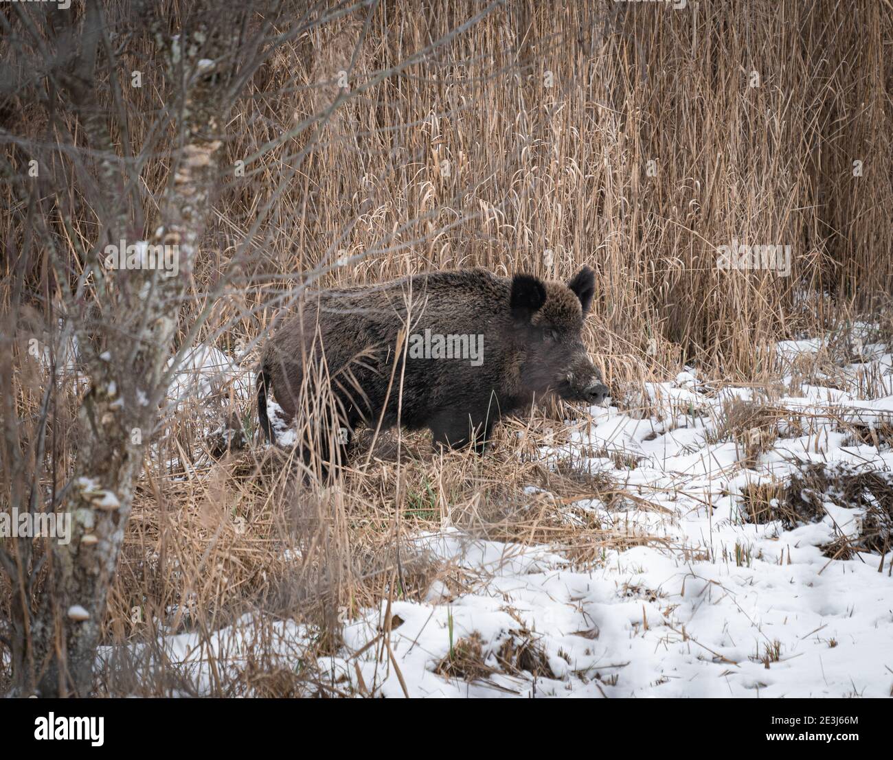 Wild boar in the bush hi-res stock photography and images - Alamy