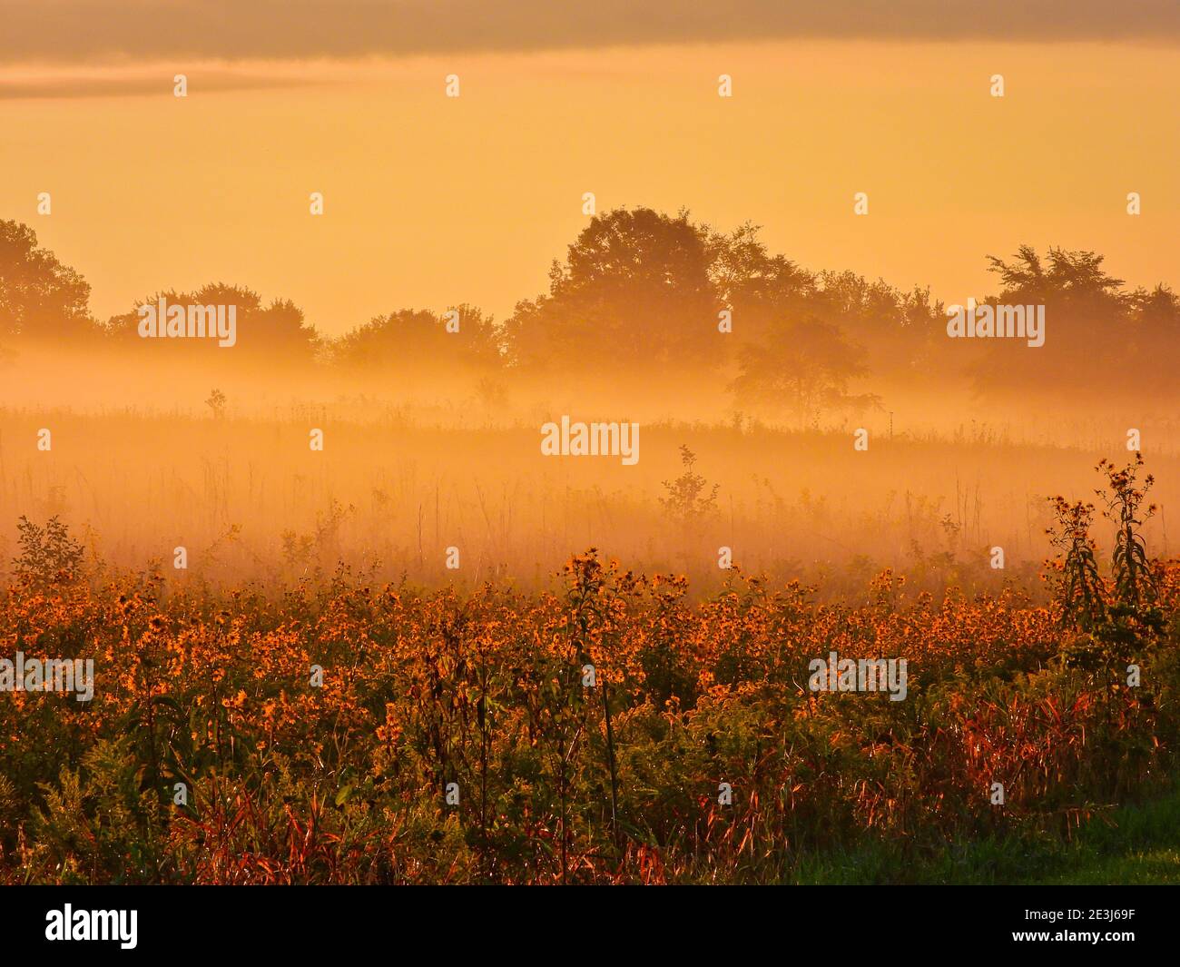 Early morning reveals tranquil forest hi-res stock photography and ...