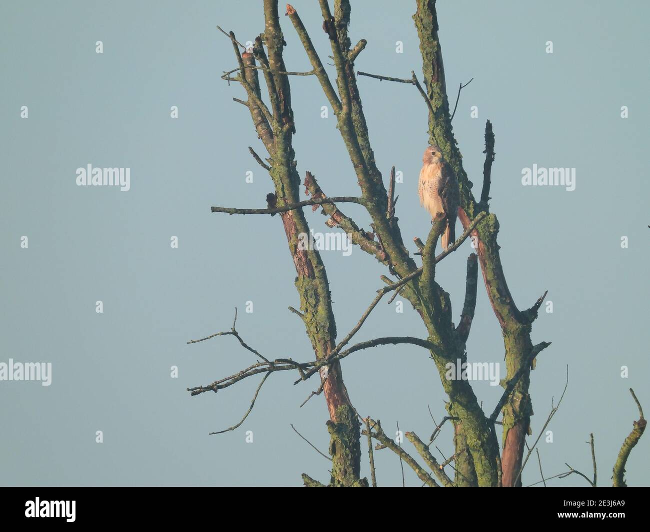 Dead hawk hi-res stock photography and images - Alamy