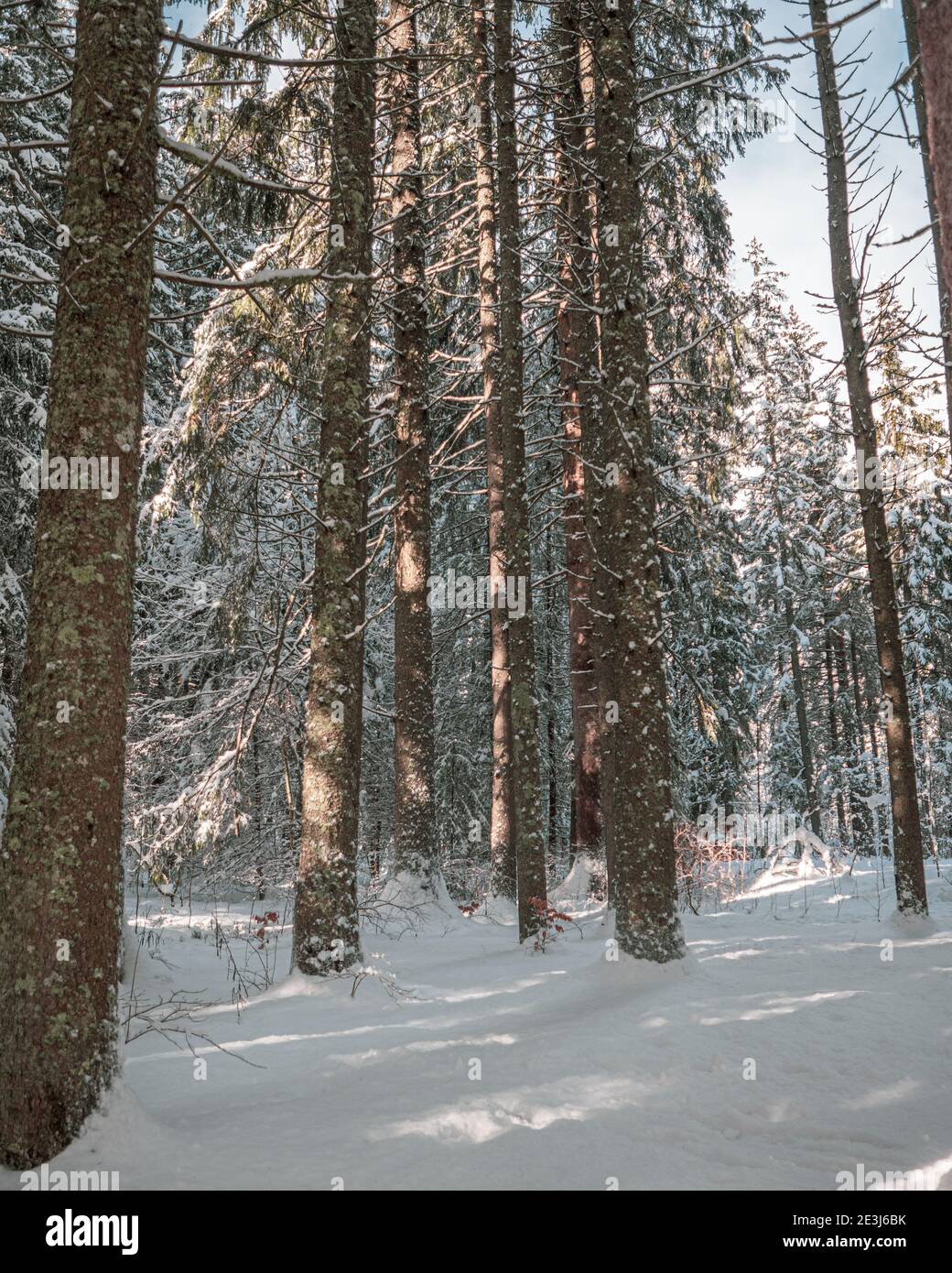 Frost Laden High Resolution Stock Photography and Images - Alamy