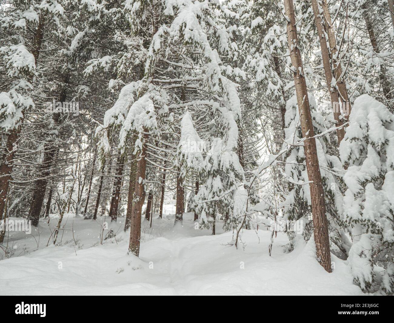 Snow laden trees in a winter forest. The trees are covered in fresh ...